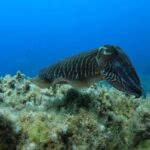 Gozo: Discover Scuba Diving Experience for Beginners - The Marine Environment and Views