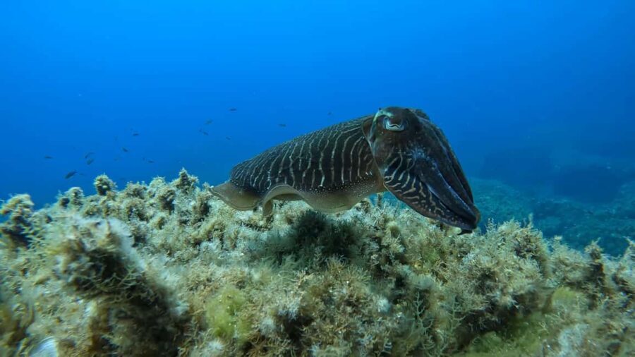 Gozo: Discover Scuba Diving Experience for Beginners - The Marine Environment and Views