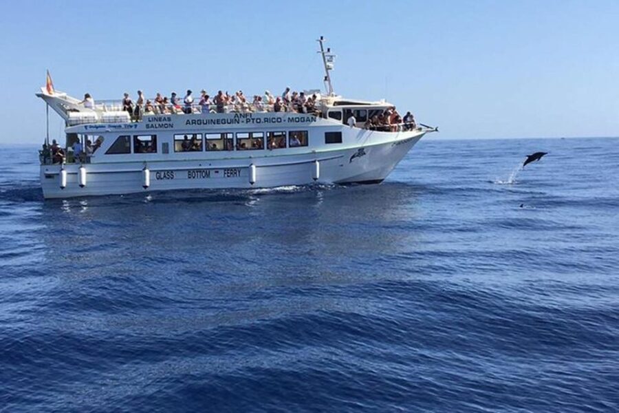 Gran Canaria: Dolphin and Whale Watching Cruise - Practical Details