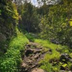 Gran Canaria: excursion to the Laurisilva Forest - Why This Hike Is a Must for Nature and Ecology Enthusiasts
