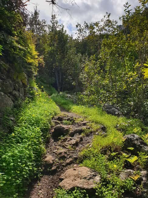 Gran Canaria: excursion to the Laurisilva Forest - Why This Hike Is a Must for Nature and Ecology Enthusiasts