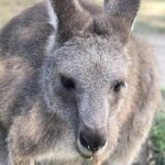 Great Ocean Road 12 Apostles kangaroo & koala tour - What Sets This Tour Apart: Value and Convenience