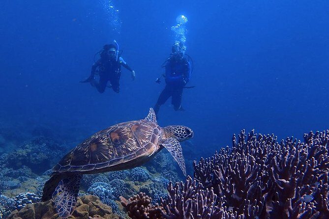 Guam's Best Beach Diving! Beginner and Advanced Dives - The True Value of This Tour