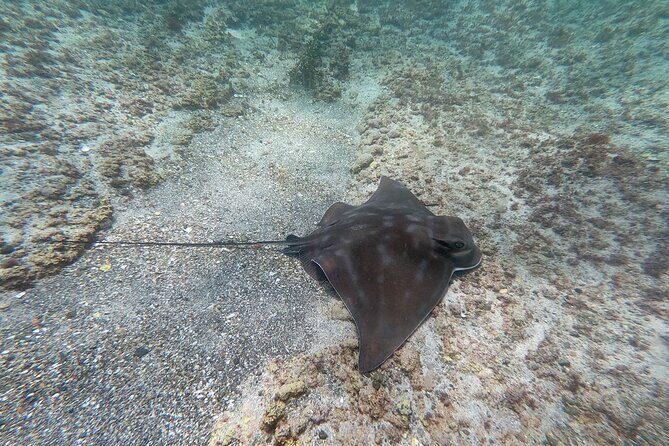 Guided Snorkel Experience, Advanced - The Review from Travelers