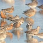 Guided Tour at Pukorokoro Shorebird Centre - The Practical Aspects of the Tour