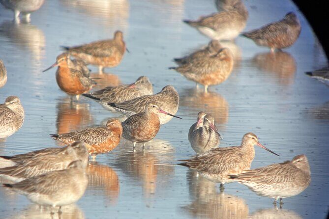 Guided Tour at Pukorokoro Shorebird Centre - The Practical Aspects of the Tour