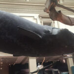 Guided Tour of The Natural History Museum - A Deep Dive into the Itinerary