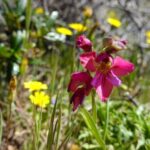 Guided Walk+Picnic: Western Algarve´s Wild Beauty - Practical Details and Value