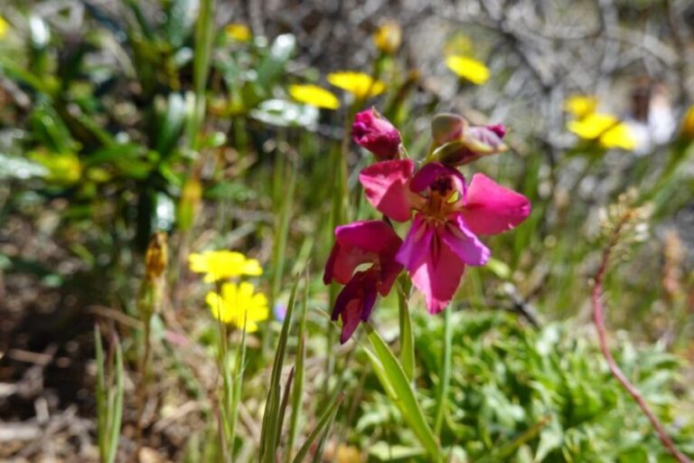 Guided Walk+Picnic: Western Algarve´s Wild Beauty - Practical Details and Value