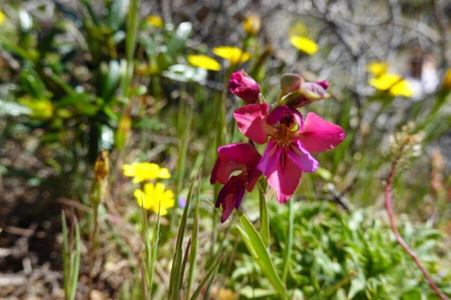 Guided Walk+Picnic: Western Algarve´s Wild Beauty - Practical Details and Value