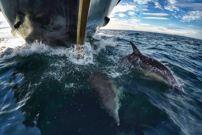 Half Day Dolphin & Wildlife Cruise - Tauranga - Who Is This Tour Best Suited For?