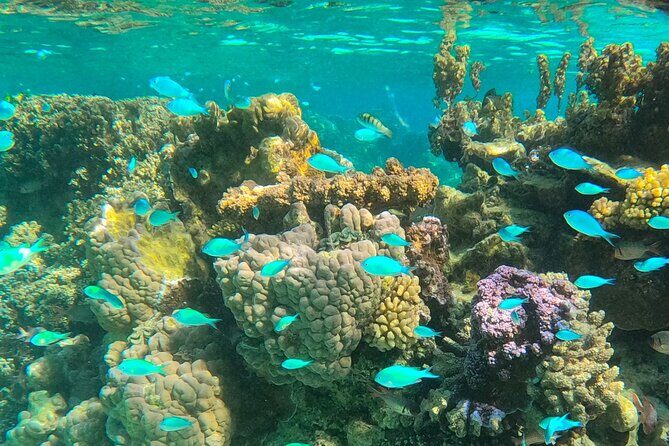 Half day lagoon safari tour in Bora Bora- Shared tour - A Closer Look at the Itinerary