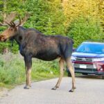 Half-Day RMNP Lakes and Meadows Tour-RMNPhotographer - The Itinerary: A Closer Look at Each Stop