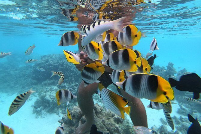Half Day Snorkeling in Moorea - Group Size and Atmosphere