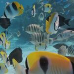 Half day Snorkeling Shared Boat Tour in Bora Bora - Practical Details for Your Trip