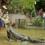 Hartleys Crocodile Adventures Half-Day Tour from Cairns - Exploring the Park: A Closer Look