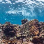 Hawaii: Pu'uhonua O Honaunau & Kealakekua Bay Snorkel Tour - What Makes This Tour Stand Out