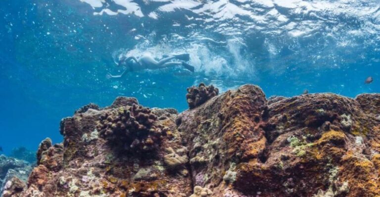 Hawaii: Pu'uhonua O Honaunau & Kealakekua Bay Snorkel Tour - What Makes This Tour Stand Out