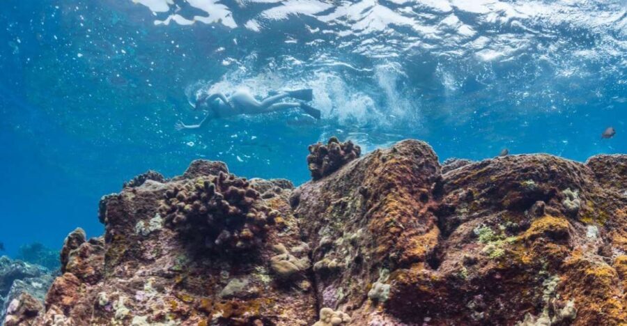Hawaii: Pu'uhonua O Honaunau & Kealakekua Bay Snorkel Tour - What Makes This Tour Stand Out