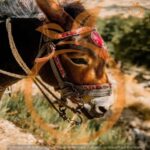 Heraklion areas :Half-Day Lasithi Plateau-Mythology Park - The Practical Details