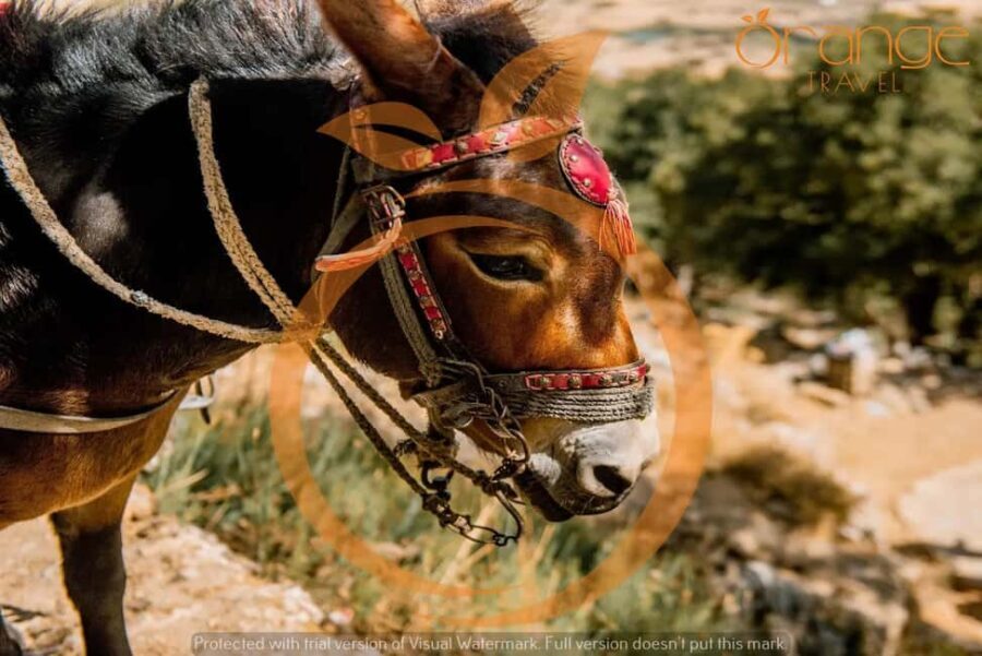 Heraklion areas :Half-Day Lasithi Plateau-Mythology Park - The Practical Details