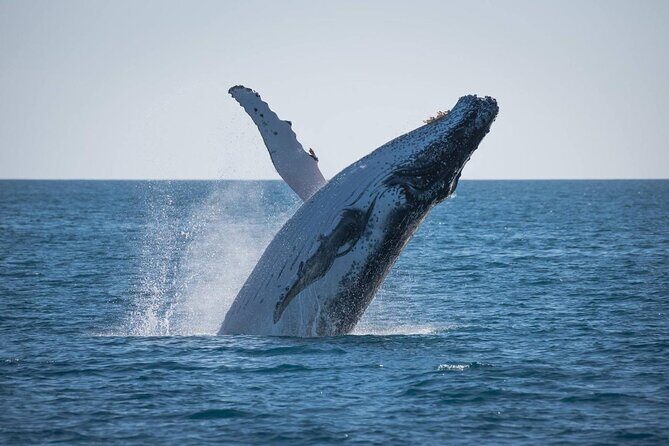 Hervey Bay: Best Value Half Day Whale Watching Cruise - Authentic Encounters as Described by Travelers