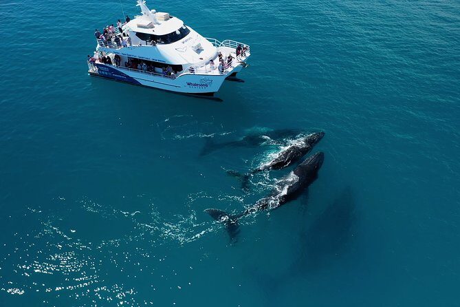 Hervey Bay Whale Watching Experience - The Food & Beverage Aspect