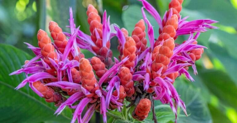 Hilo: Gardens, Waterfalls & Farmers Market Shore Excursion - Price and Value: Is It Worth It?