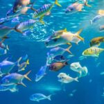 Honolulu: Glass Bottom Boat Tour along Oahu's South Shore - The Itinerary in Detail