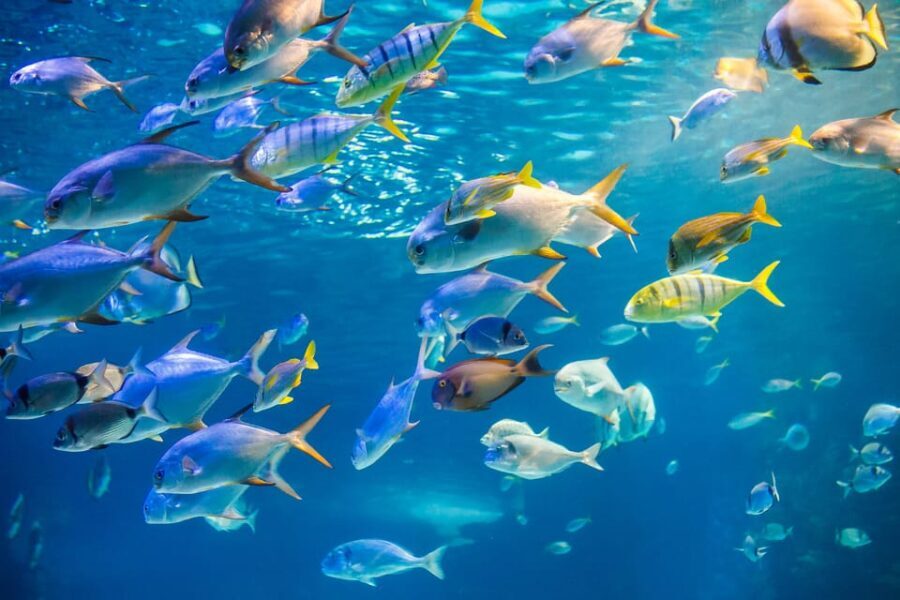 Honolulu: Glass Bottom Boat Tour along Oahu's South Shore - The Itinerary in Detail