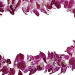 Honolulu: Private Airport Transfer with Arrival Lei Greeting - The Experience in Detail
