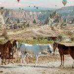 Horse Riding Cappadocia- Cappadocia Horse Farm - The Valleys Explored