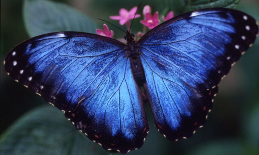 Houston Museum of Natural Science: Cockrell Butterfly Center - What You Can Expect at the Cockrell Butterfly Center