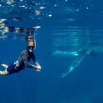 Humpback Whale Safari - The Experience Itself: A Comprehensive Look