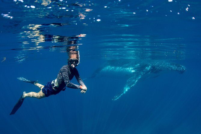 Humpback Whale Safari - The Experience Itself: A Comprehensive Look