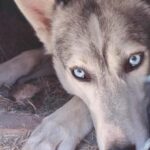 Husky Farm Visit with HuskySled Ride and Campfire - Evaluating the Value