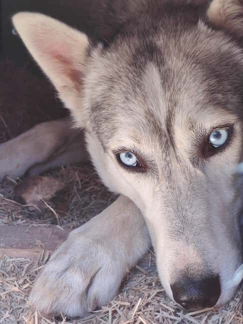 Husky Farm Visit with HuskySled Ride and Campfire - Evaluating the Value