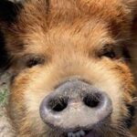 Hutto Texas: Kune kune Pig Farm Visit - What to Expect From the Tour
