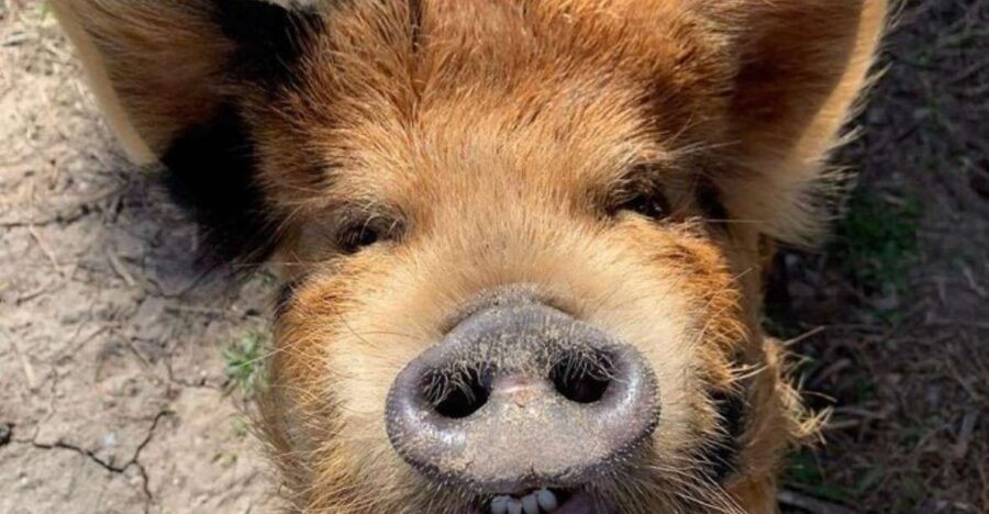 Hutto Texas: Kune kune Pig Farm Visit - What to Expect From the Tour