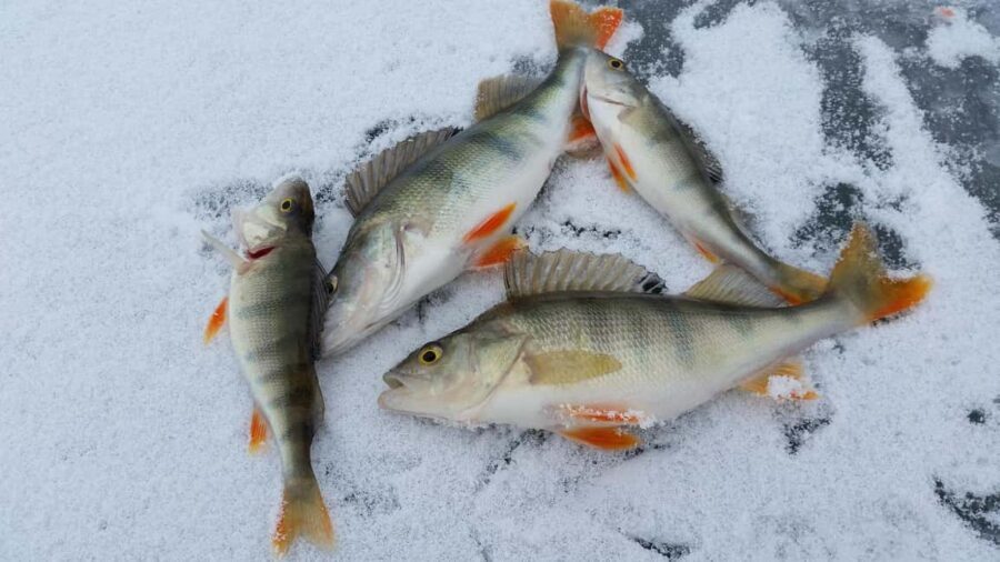 Ice-Fishing by Foot on Lake Ylläsjärvi - A Deep Dive into the Experience