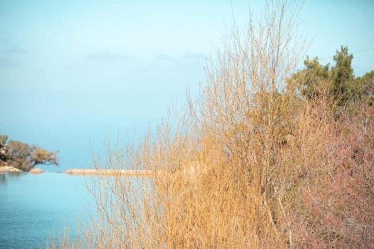 Ikaria Longevity: Forest Pilates, Monastery & Family Winery - What Makes This Tour Stand Out?