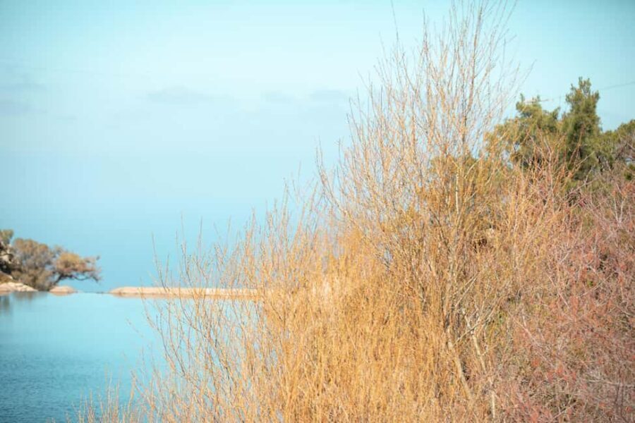 Ikaria Longevity: Forest Pilates, Monastery & Family Winery - What Makes This Tour Stand Out?