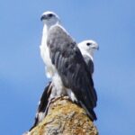 Ile Des Phoques and Maria Island Cruise and Walk Day Tour with Lunch - FAQ