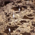 Ilhéu de Vila Franca: Inside Guided Natural Reserve Geo Tour - Deep Dive into the Experience