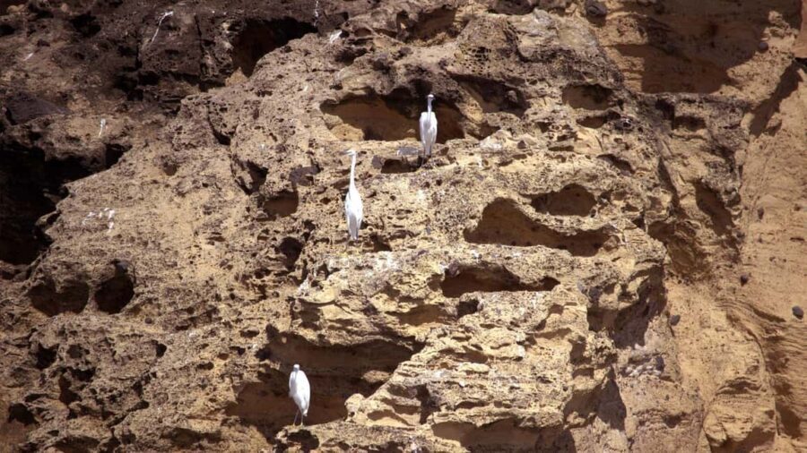 Ilhéu de Vila Franca: Inside Guided Natural Reserve Geo Tour - Deep Dive into the Experience