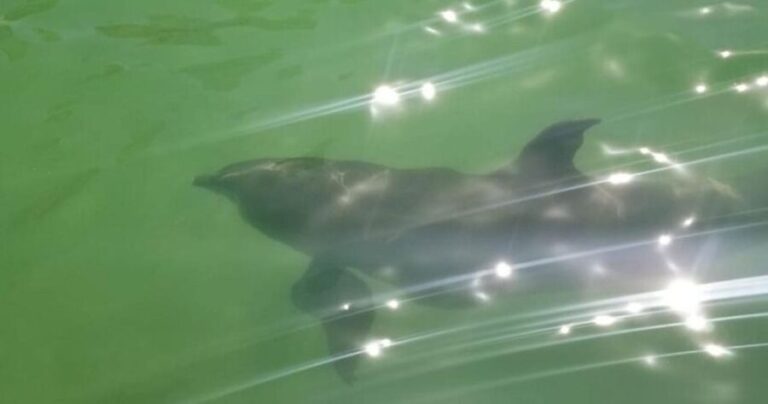 Island Paradise: Dolphin, Shelling, Birding Eco Boat Tour - What Makes This Tour Stand Out?