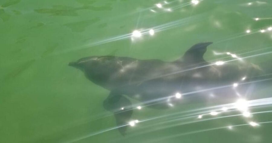 Island Paradise: Dolphin, Shelling, Birding Eco Boat Tour - What Makes This Tour Stand Out?