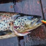 Ivalo: Summer Day/Evening on a Lake in the Wild - What Travelers Say