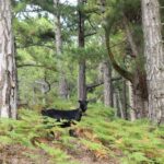 Jeep Safari in Thassos Mountain with picnic fruits & wine - A Deep Dive Into the Experience