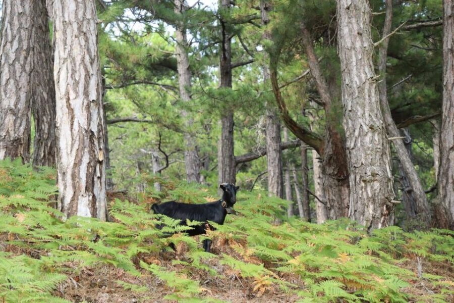 Jeep Safari in Thassos Mountain with picnic fruits & wine - A Deep Dive Into the Experience